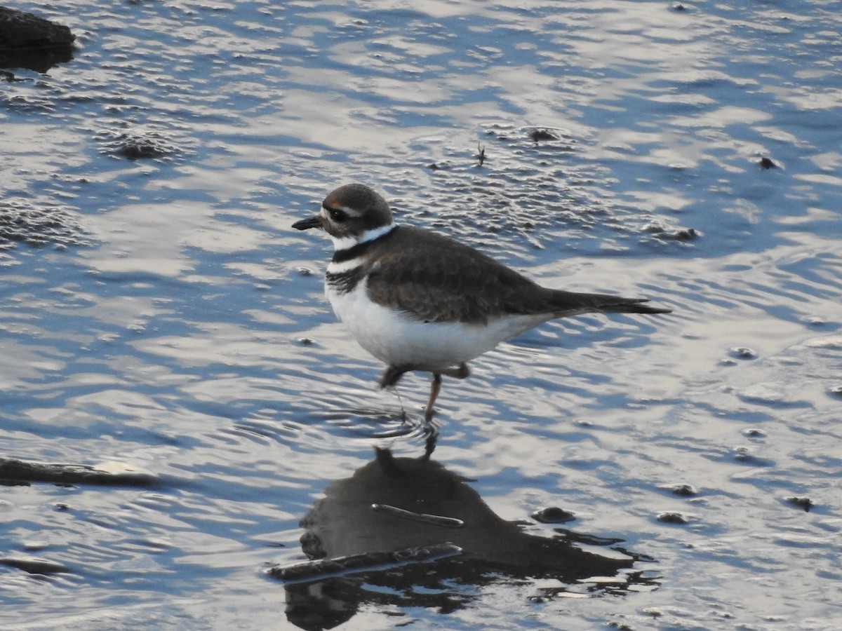 eBird Checklist - 23 Dec 2023 - Revelstoke--Columbia R oxbows from ...