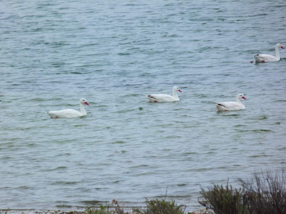 eBird Checklist - 17 Dec 2023 - Lago Azul - 9 species