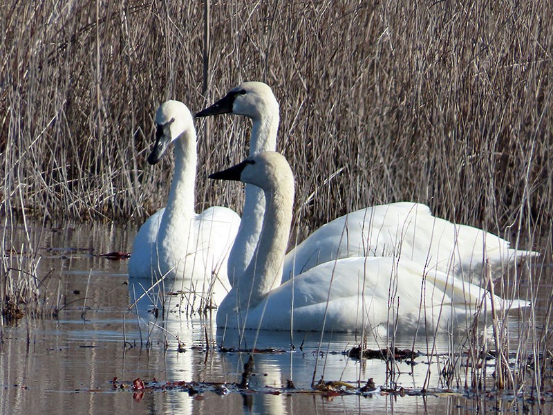 North Carolina Bird Atlas Checklist - 23 Dec 2023 - Pocosin Lakes NWR ...