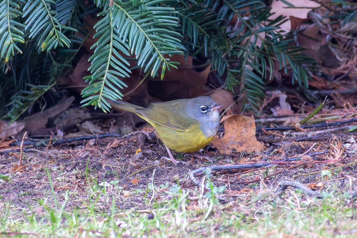 New York Breeding Bird Atlas Checklist - 23 Dec 2023 - stakeout ...