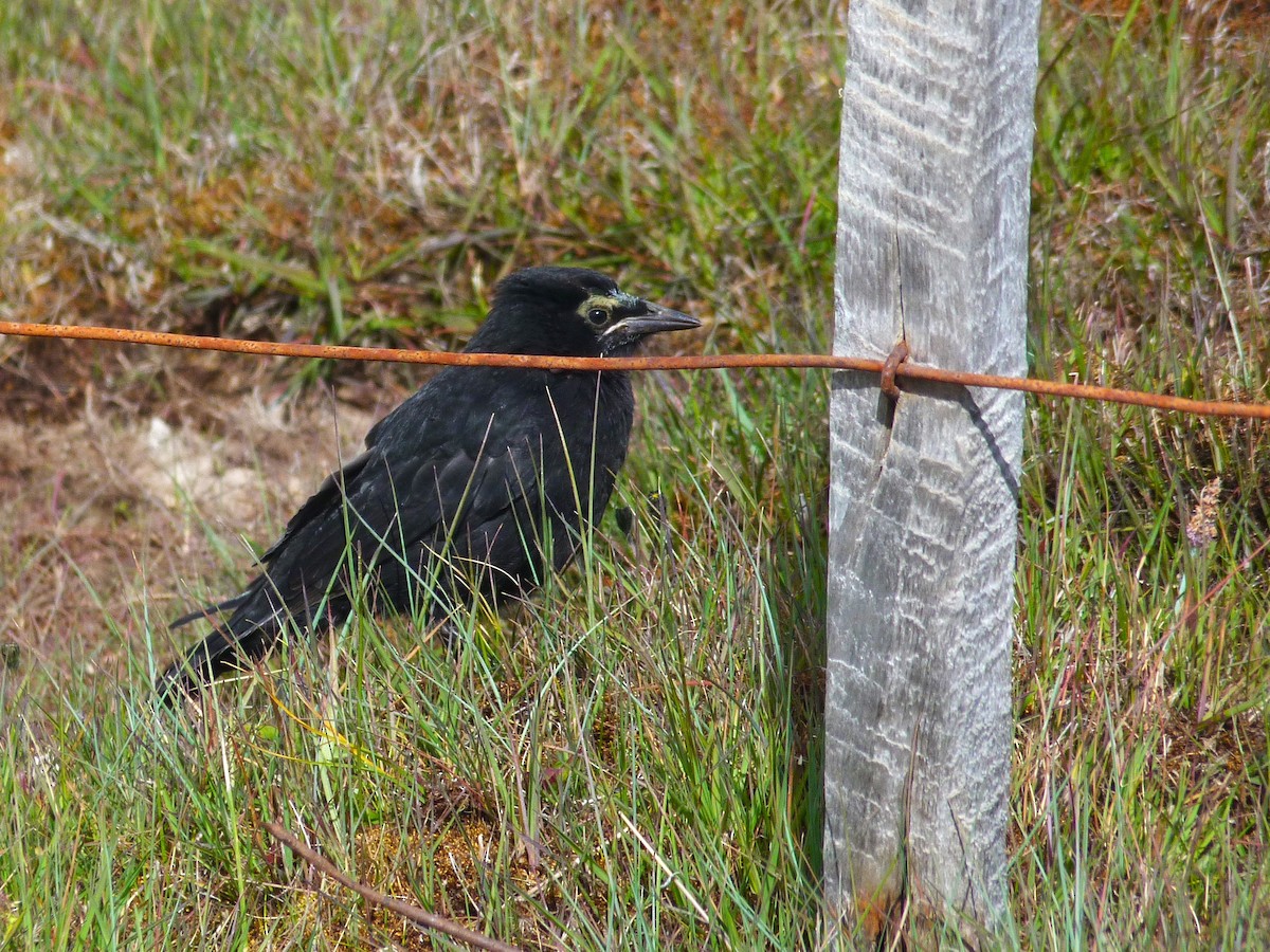 eBird Checklist - 20 Dec 2023 - Y-620, Punta Arenas, Magallanes y la ...