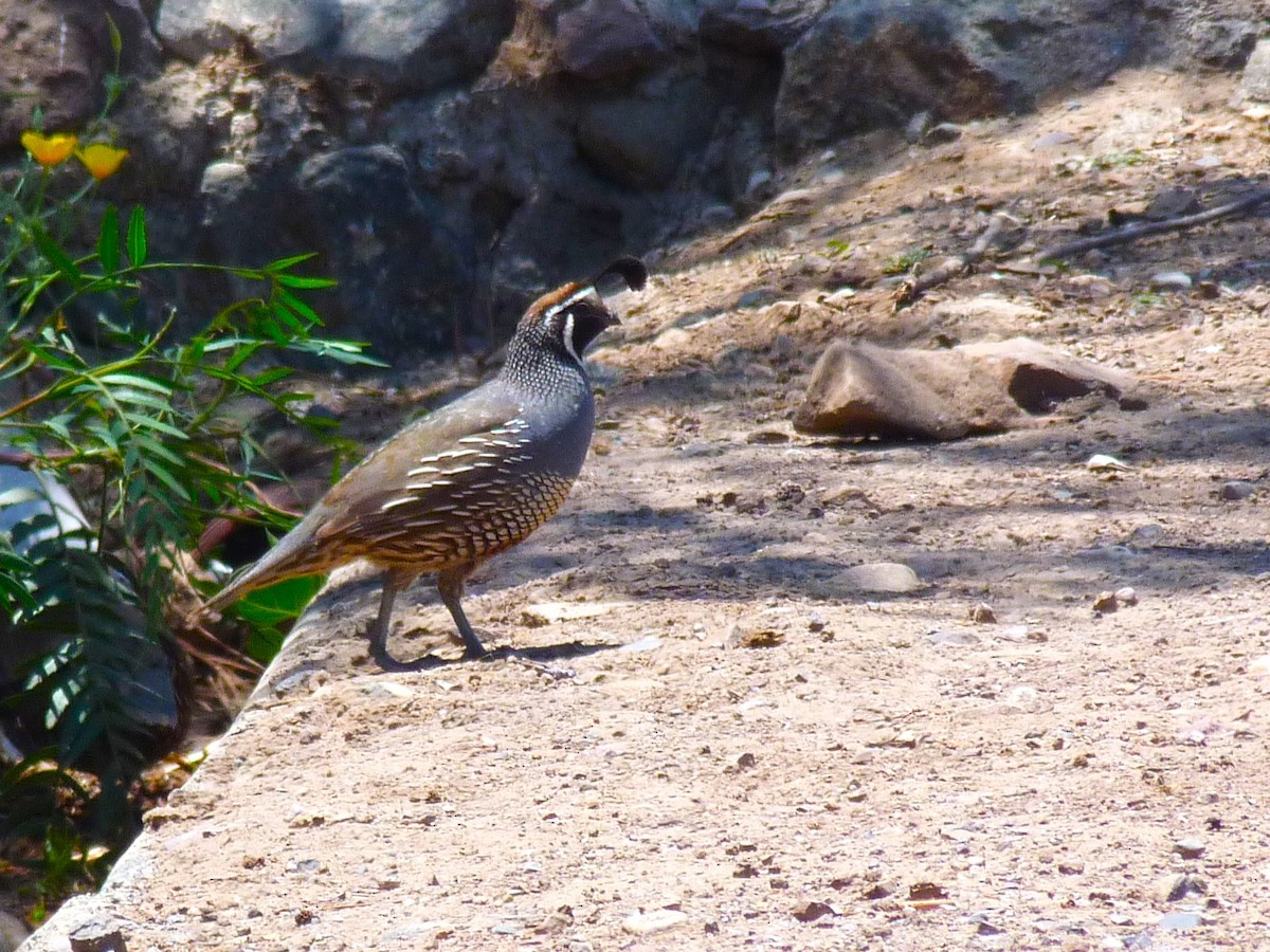 eBird Checklist - 22 Dec 2023 - Parque San Carlos de Apoquindo - 9 species