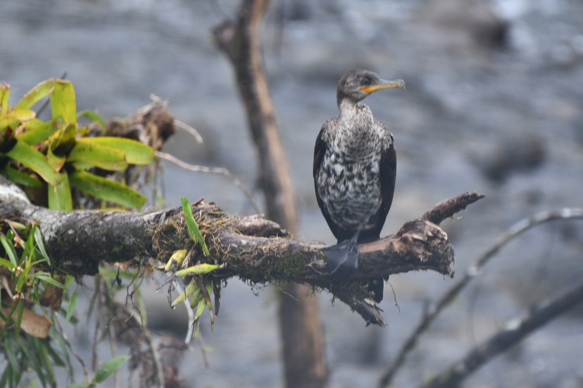eBird Checklist - 12 Nov 2023 - Tirimbina Rainforest Center - 9 species