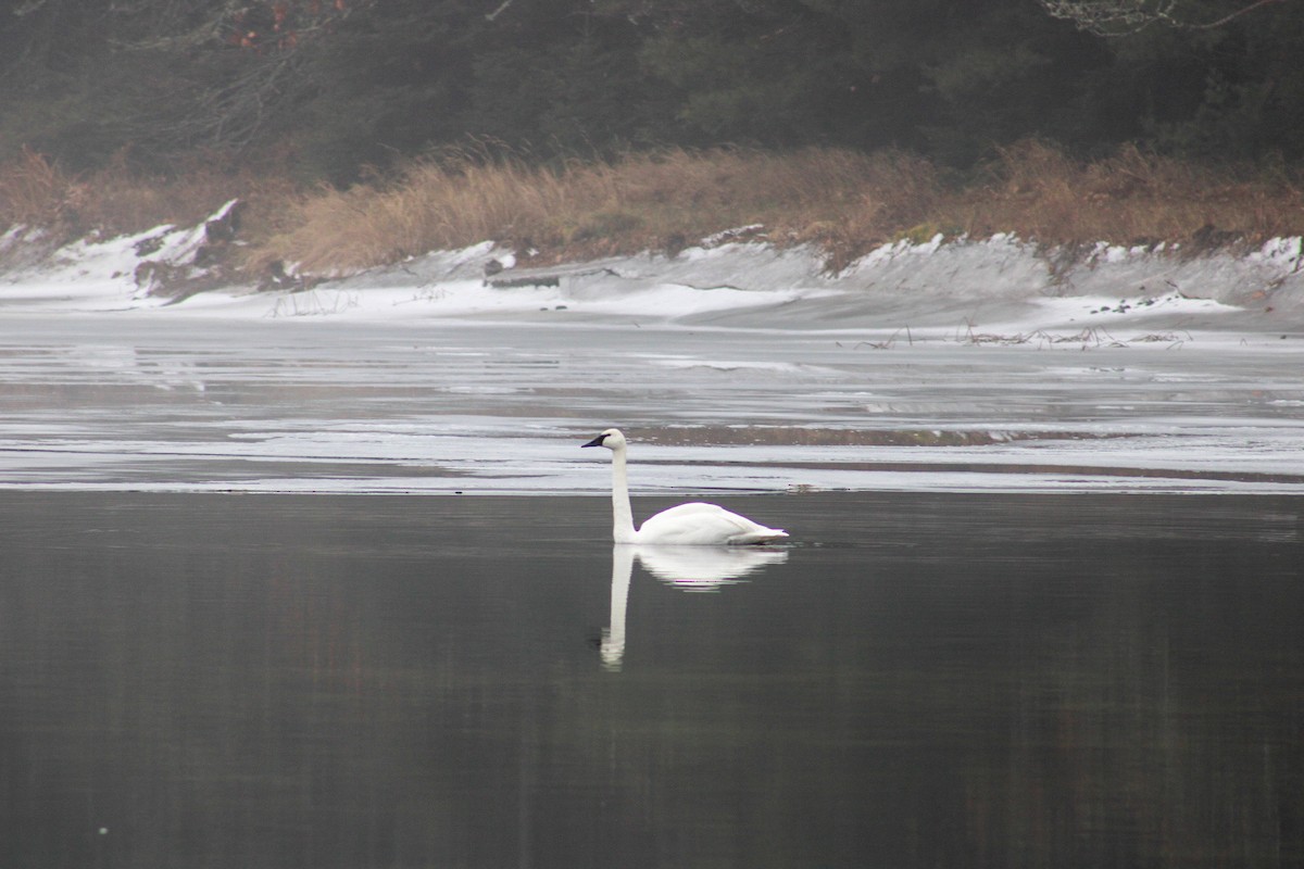 eBird Checklist - 23 Dec 2023 - Lac Vieux Desert (Wisconsin) - 7 species