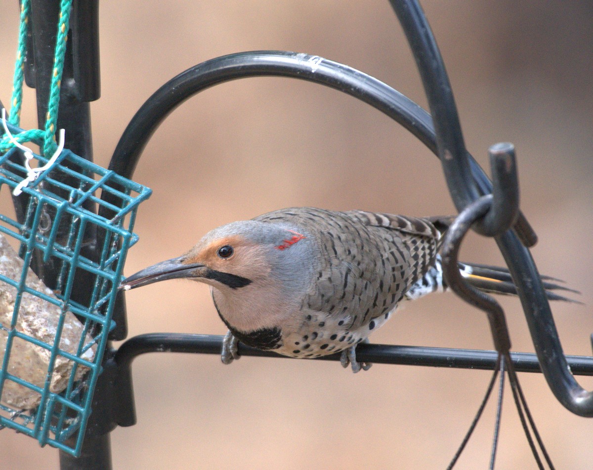 eBird Checklist - 23 Dec 2023 - Home, Colorado Springs, CO - 8 species