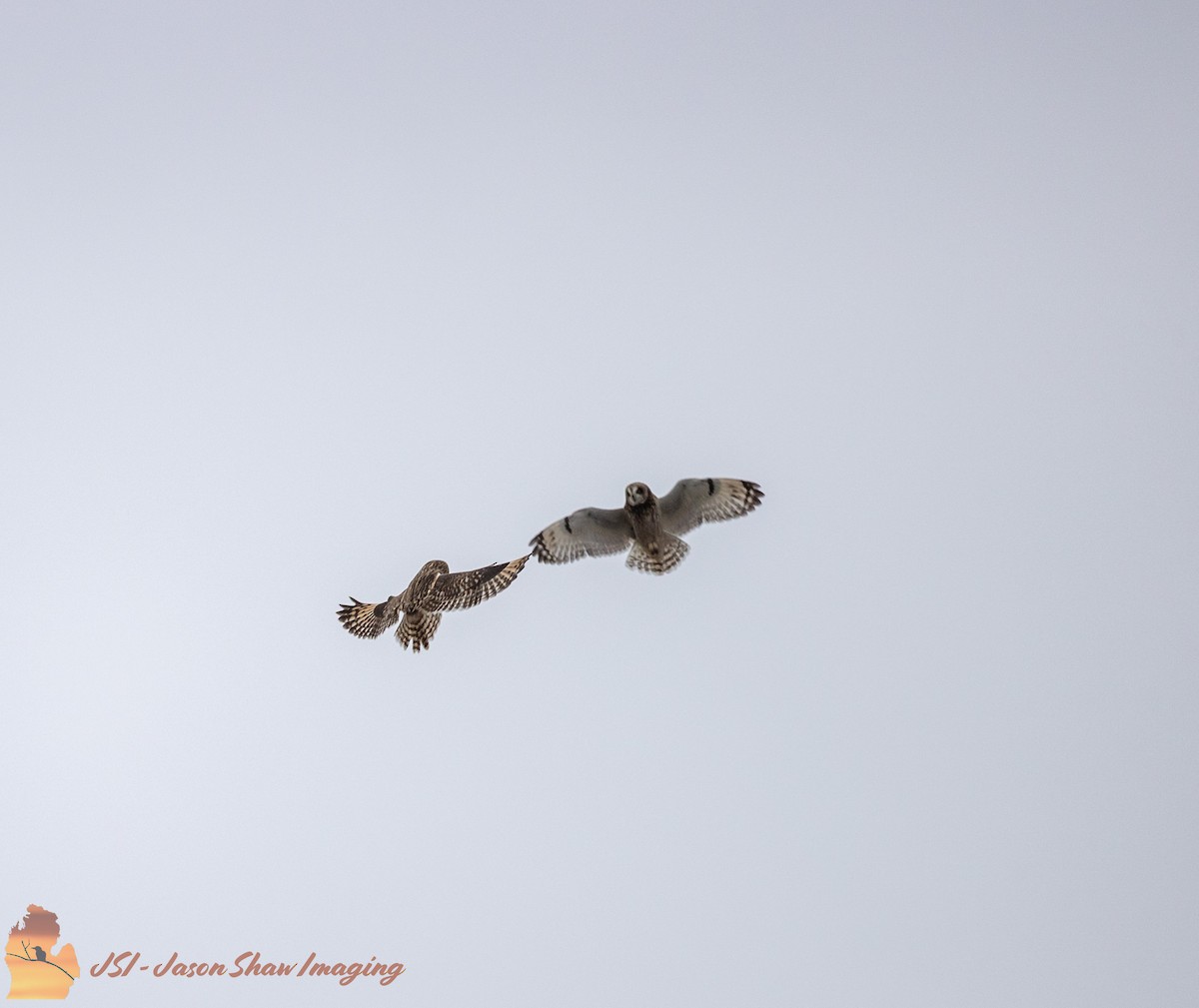 eBird Checklist - 23 Dec 2023 - 1751 South McGregor Road, Mikado ...