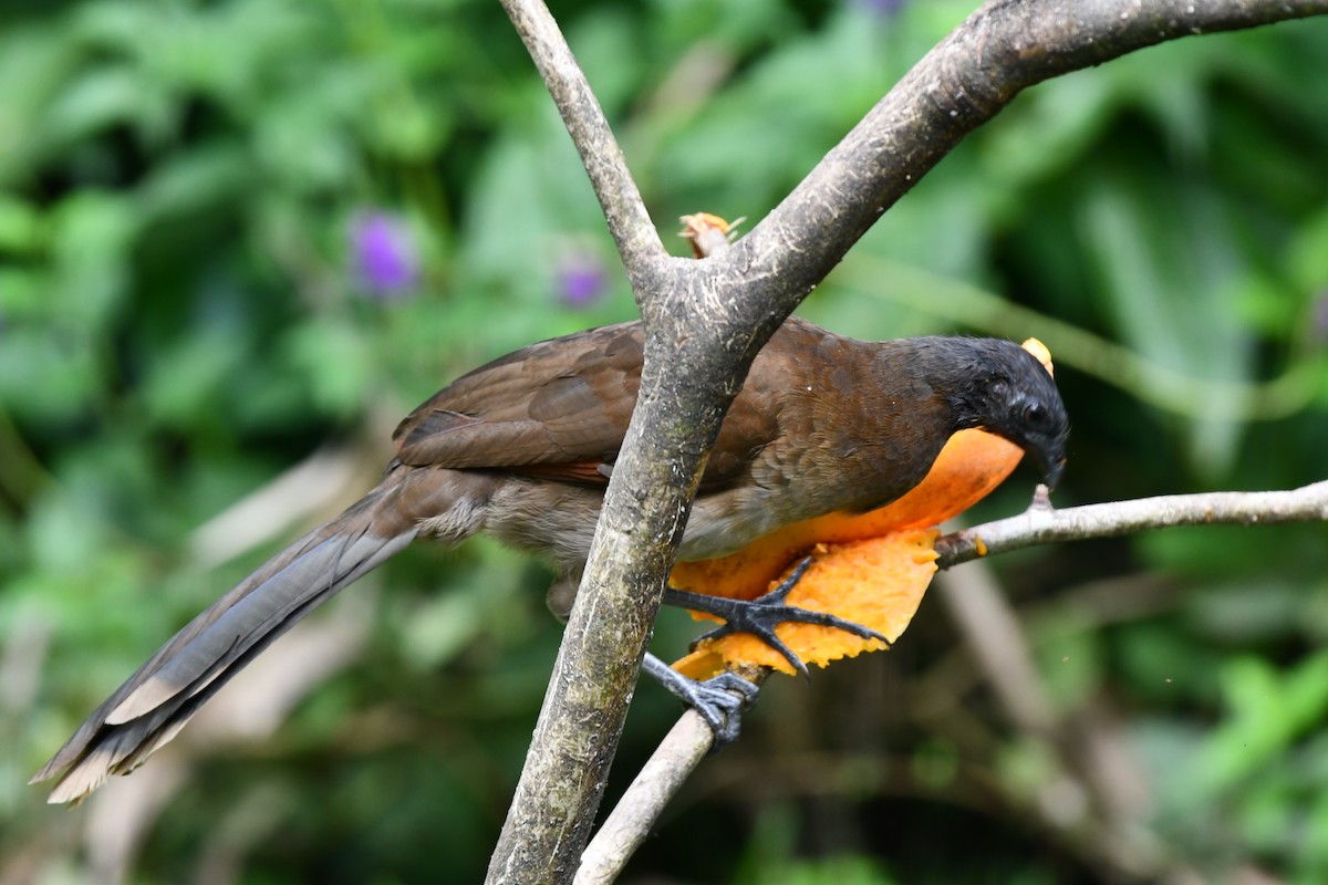 eBird Checklist - 15 Nov 2023 - Sendero Bogarín - 17 species