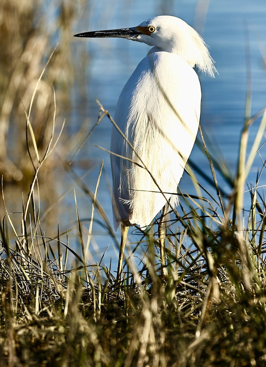 eBird Checklist - 23 Dec 2023 - Fort Fisher--Federal Point/The Rocks ...