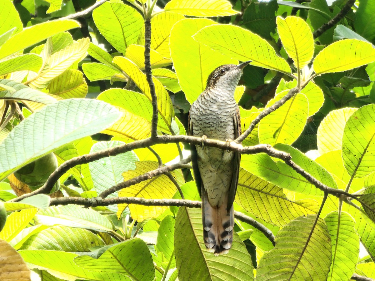 eBird Checklist - 24 Dec 2023 - Singapore Botanic Gardens Eco Lake - 5 ...