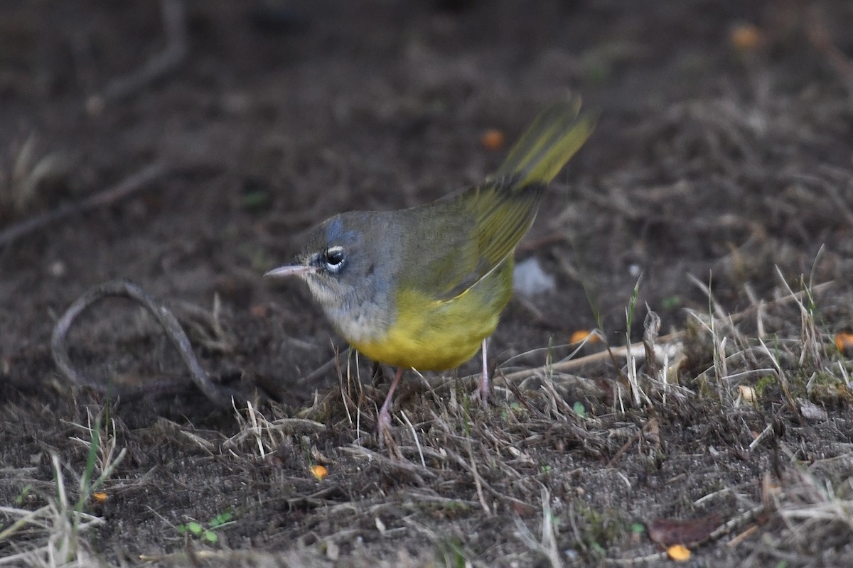 eBird Checklist - 24 Dec 2023 - stakeout MacGillivray's Warbler ...