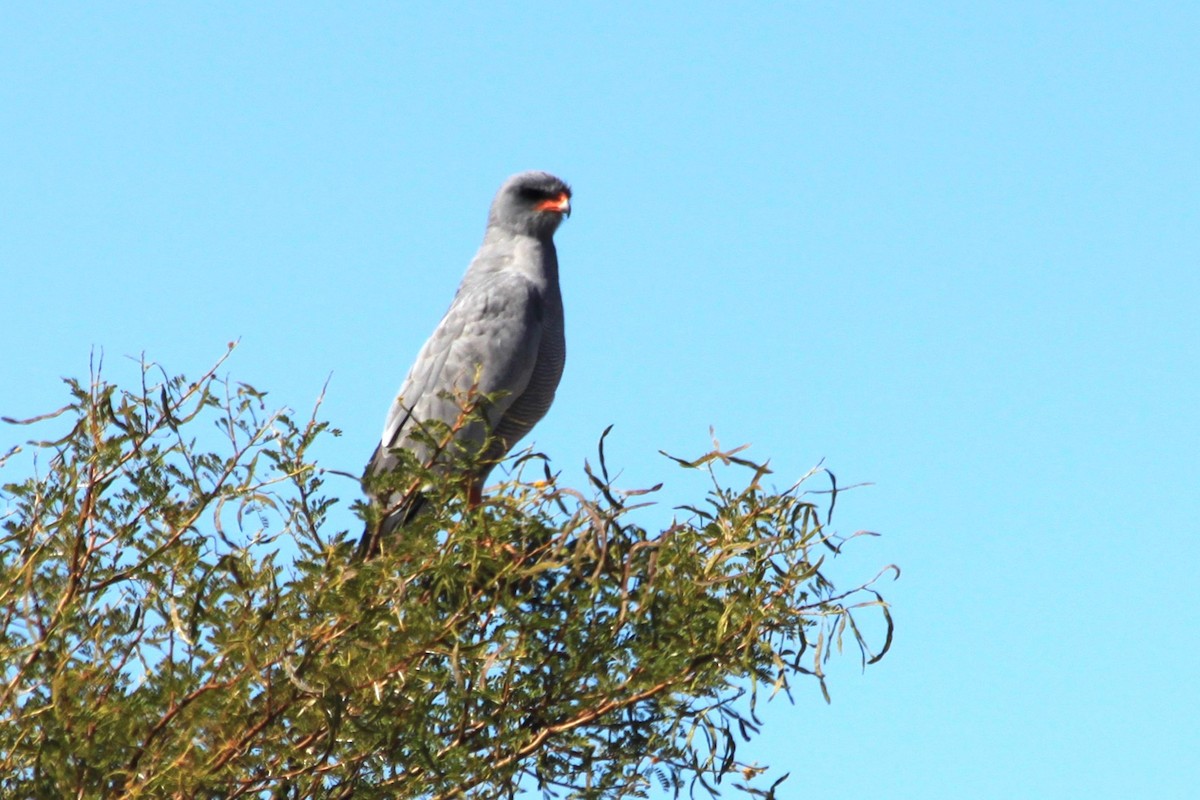eBird Checklist - 22 Feb 2015 - Karoo NP--Campsite - 5 species