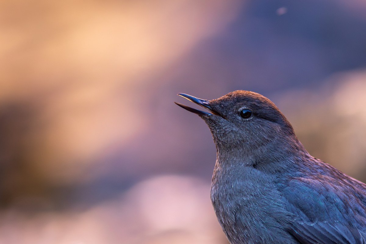 Win a gift certificate to the Cornell Lab’s Bird Academy - eBird