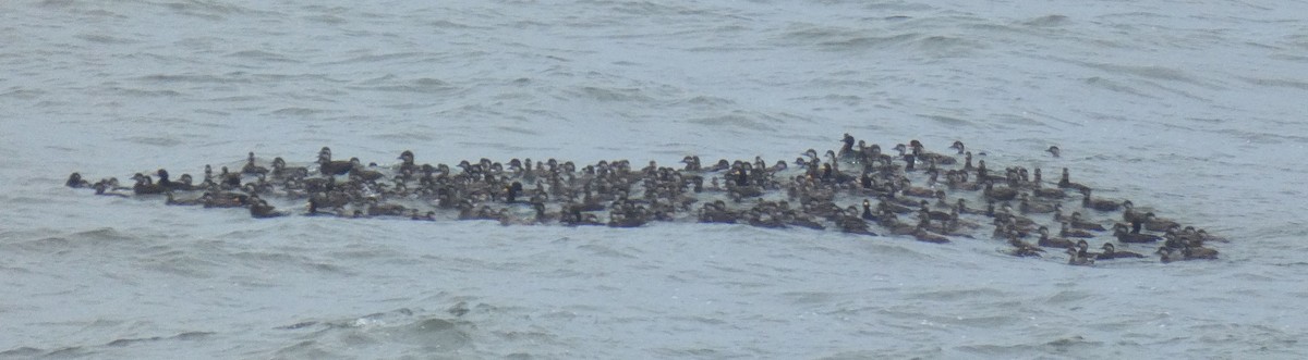 eBird Checklist - 24 Dec 2023 - Saint George Island; Sea Fern Way - 1 ...