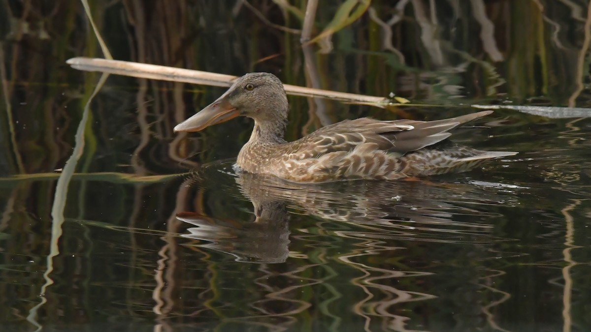 eBird Checklist - 24 Dec 2023 - Bahía de Cádiz PNat--Sendero Tres ...