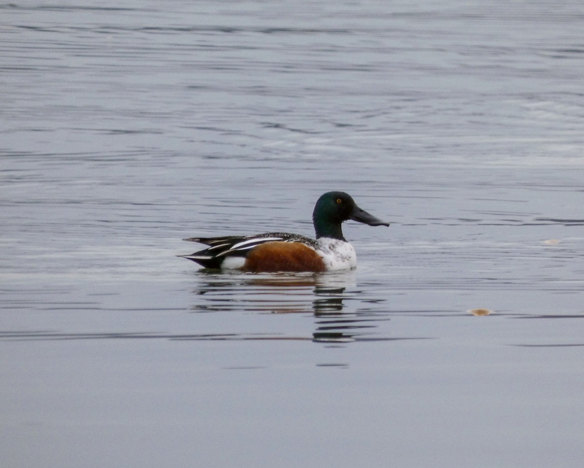 eBird Checklist - 23 Dec 2023 - Springfield Lake - 9 species
