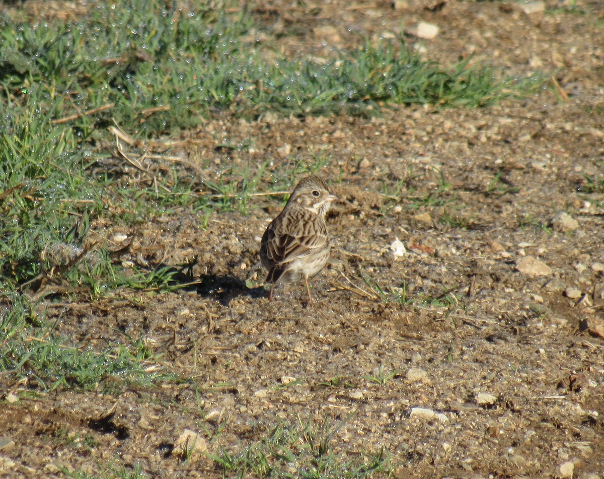eBird Checklist - 24 Dec 2023 - Wildwood Canyon State Park - 31 species