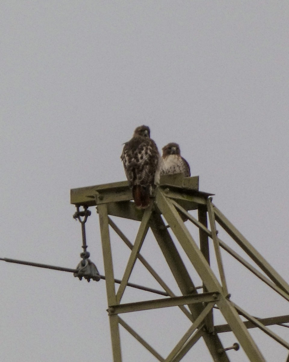 eBird Checklist - 24 Dec 2023 - PPG Lime Lakes - 23 species