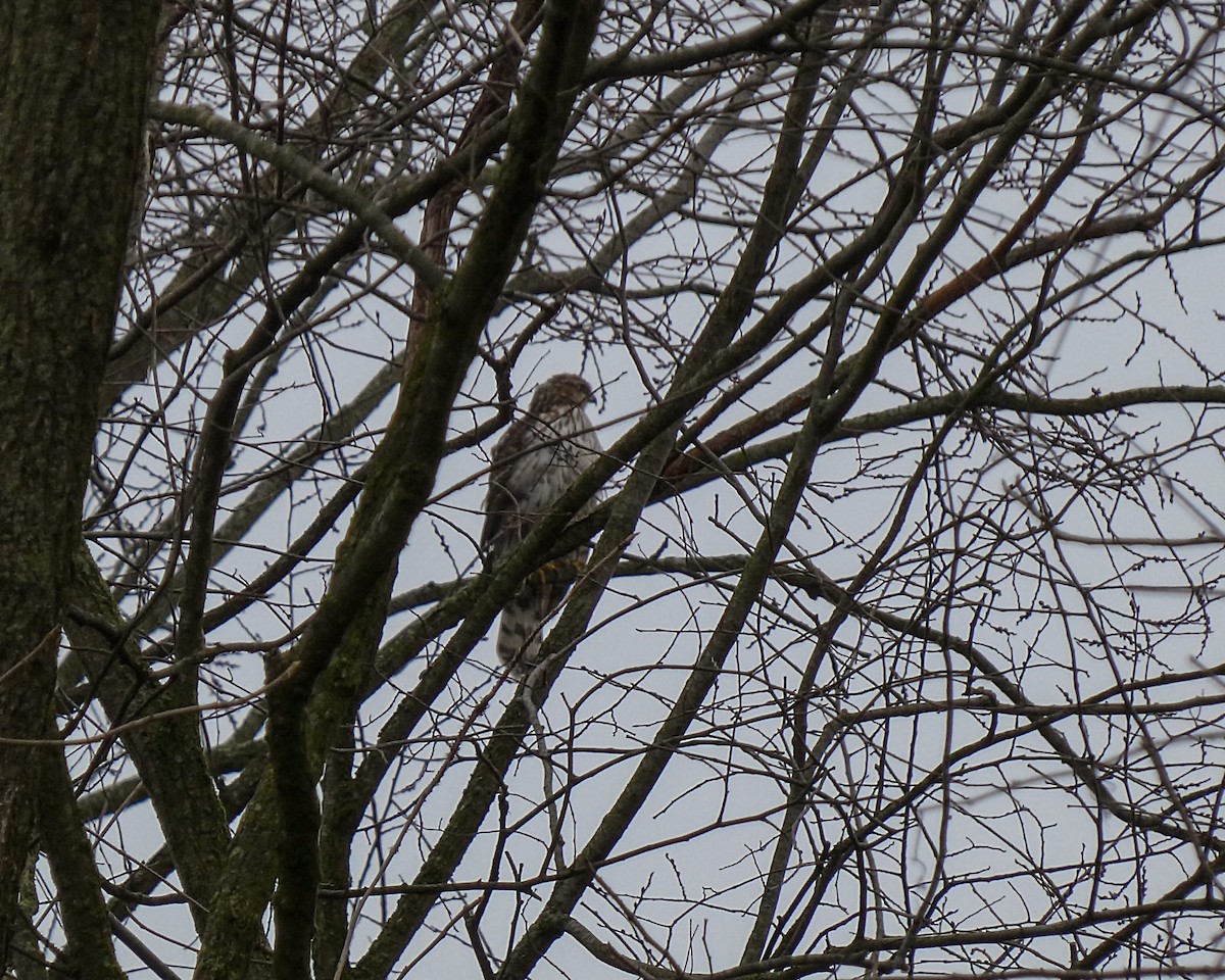 eBird Checklist - 24 Dec 2023 - PPG Lime Lakes - 13 species