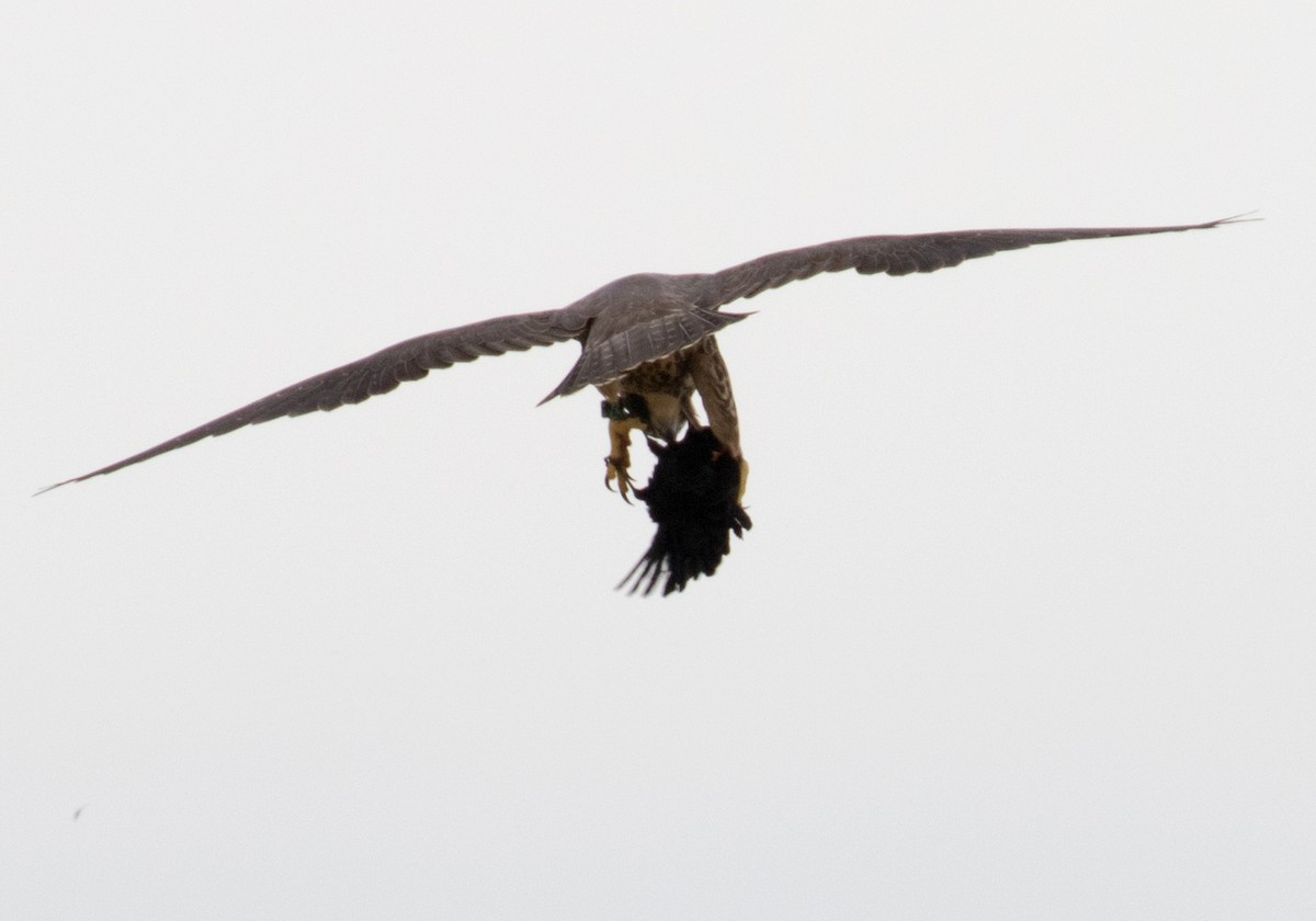 eBird Checklist - 24 Dec 2023 - Cypress Branch State Park - 52 species (+1 other taxa)