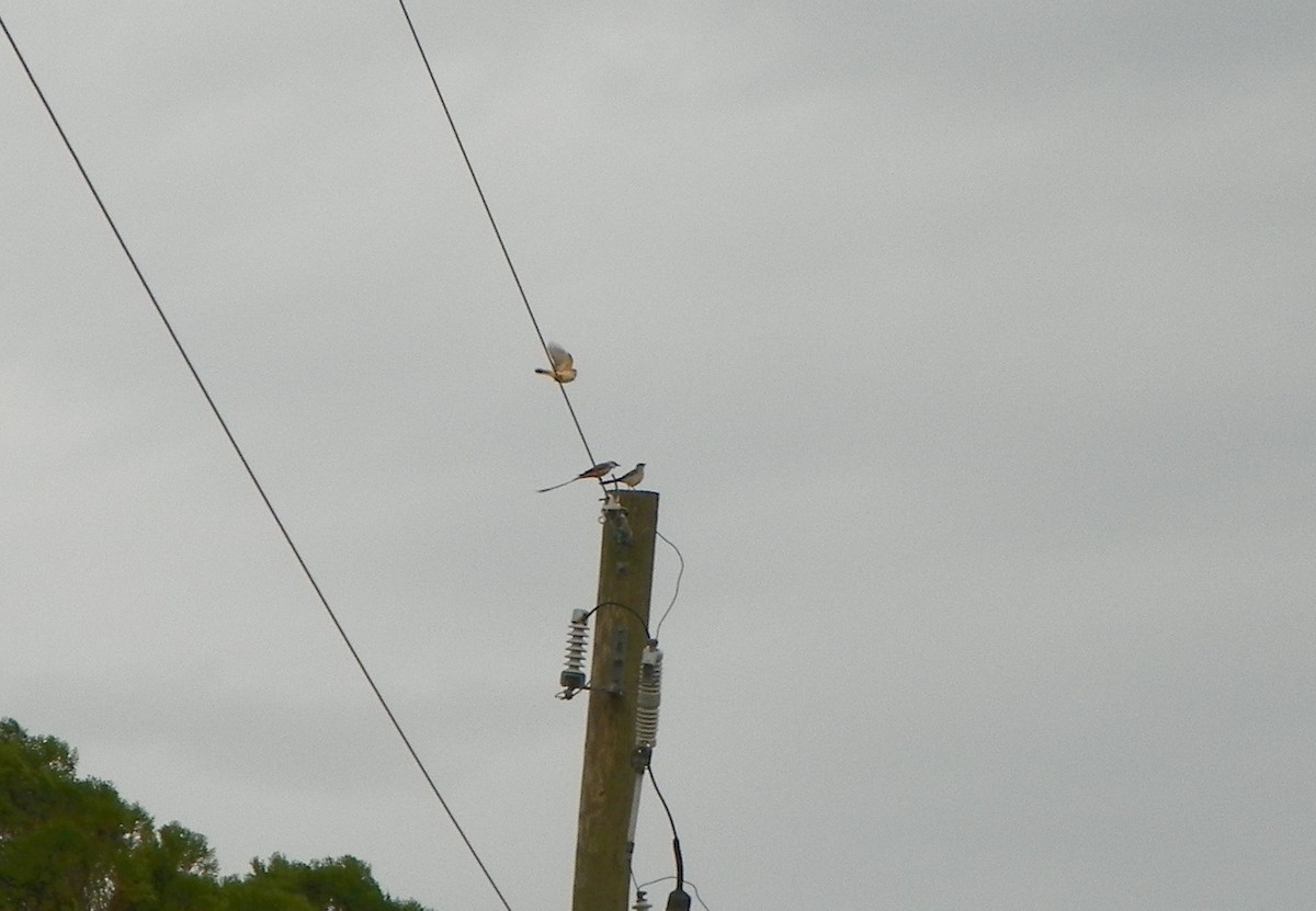 eBird Checklist - 24 Dec 2023 - Colding Loop Road - 19 species