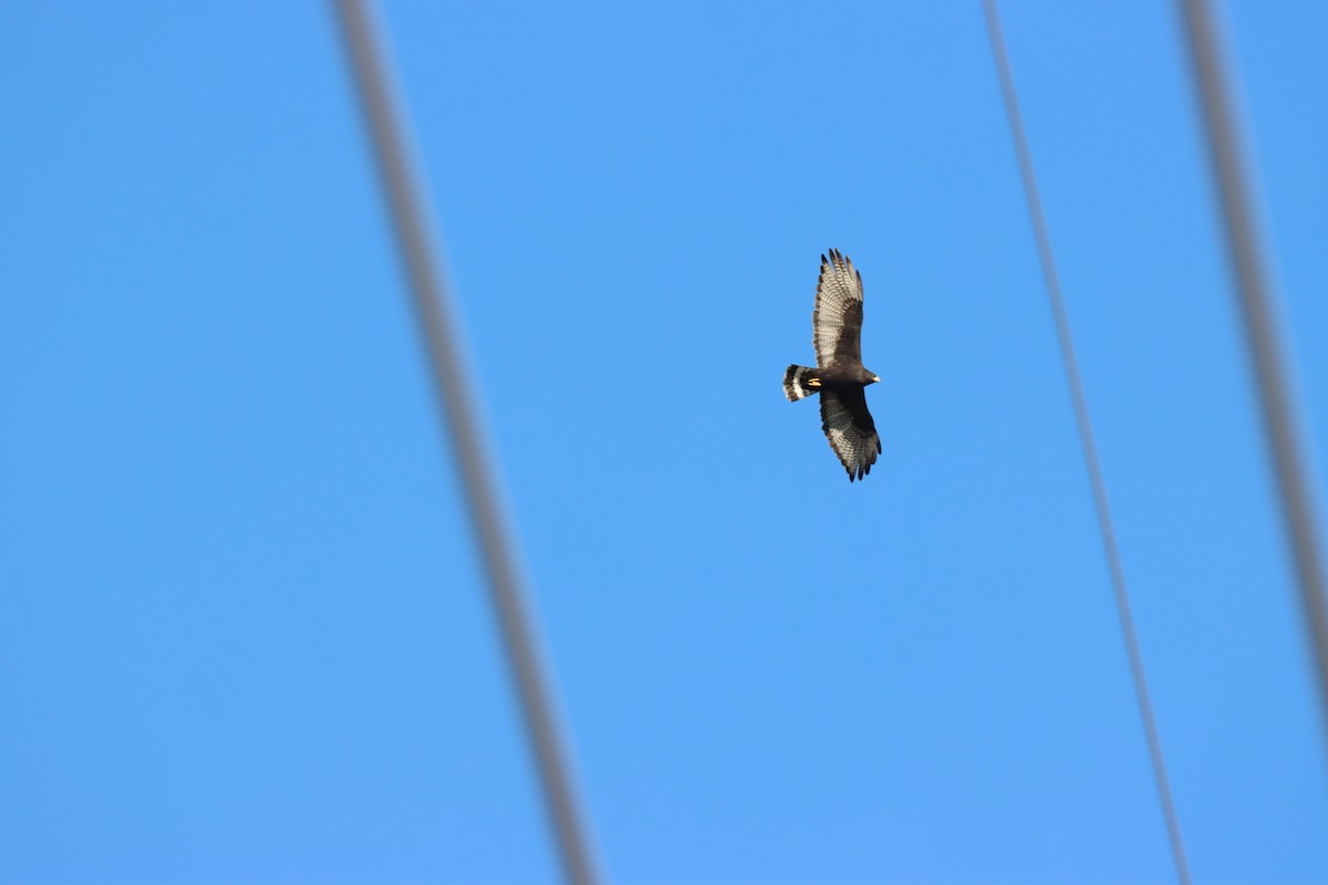 eBird Checklist - 24 Dec 2023 - Luke Fruia Motors Field - 2 species