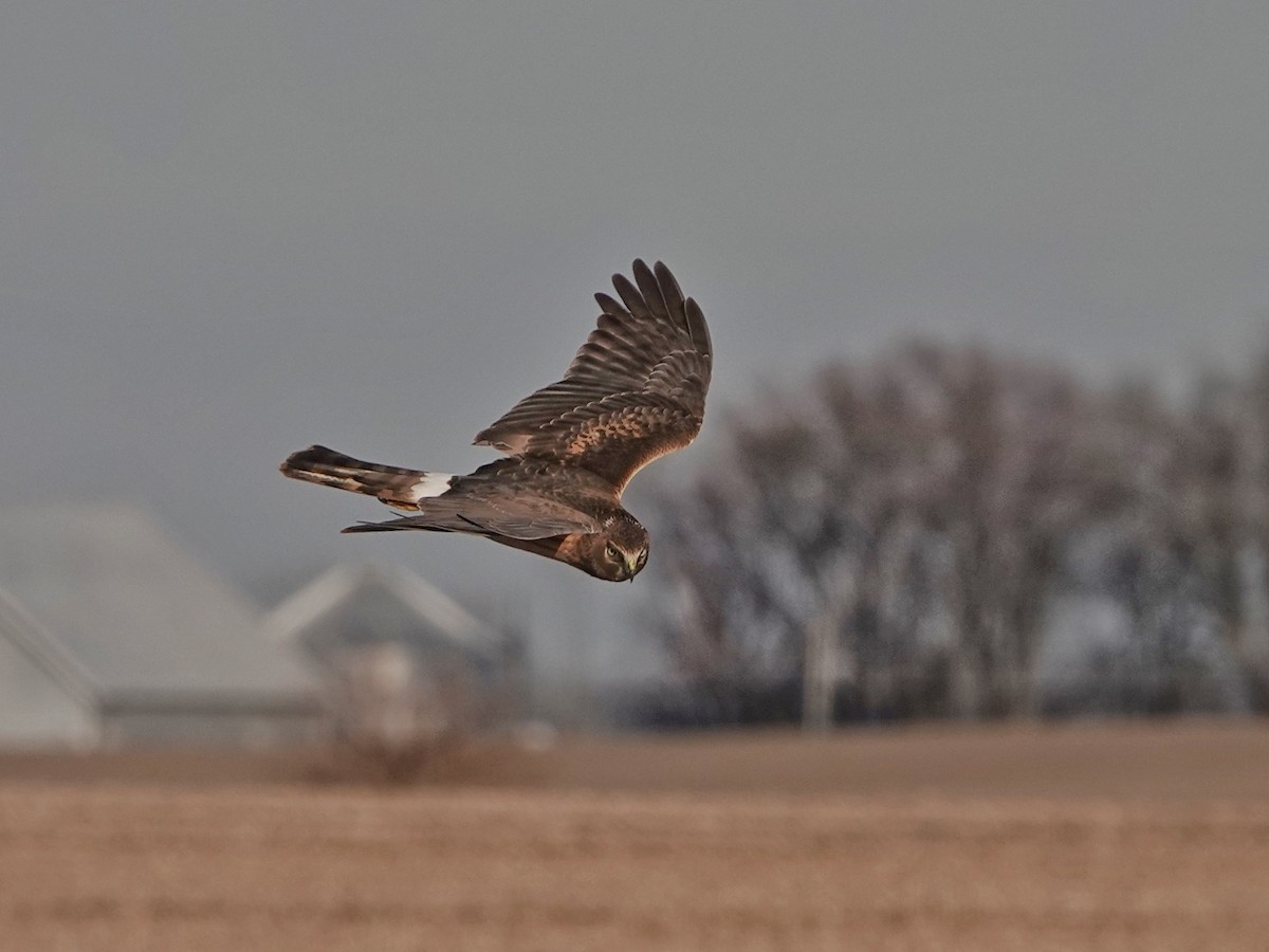 eBird Checklist - 24 Dec 2023 - DS north field, N of Honda bypass - 5 ...