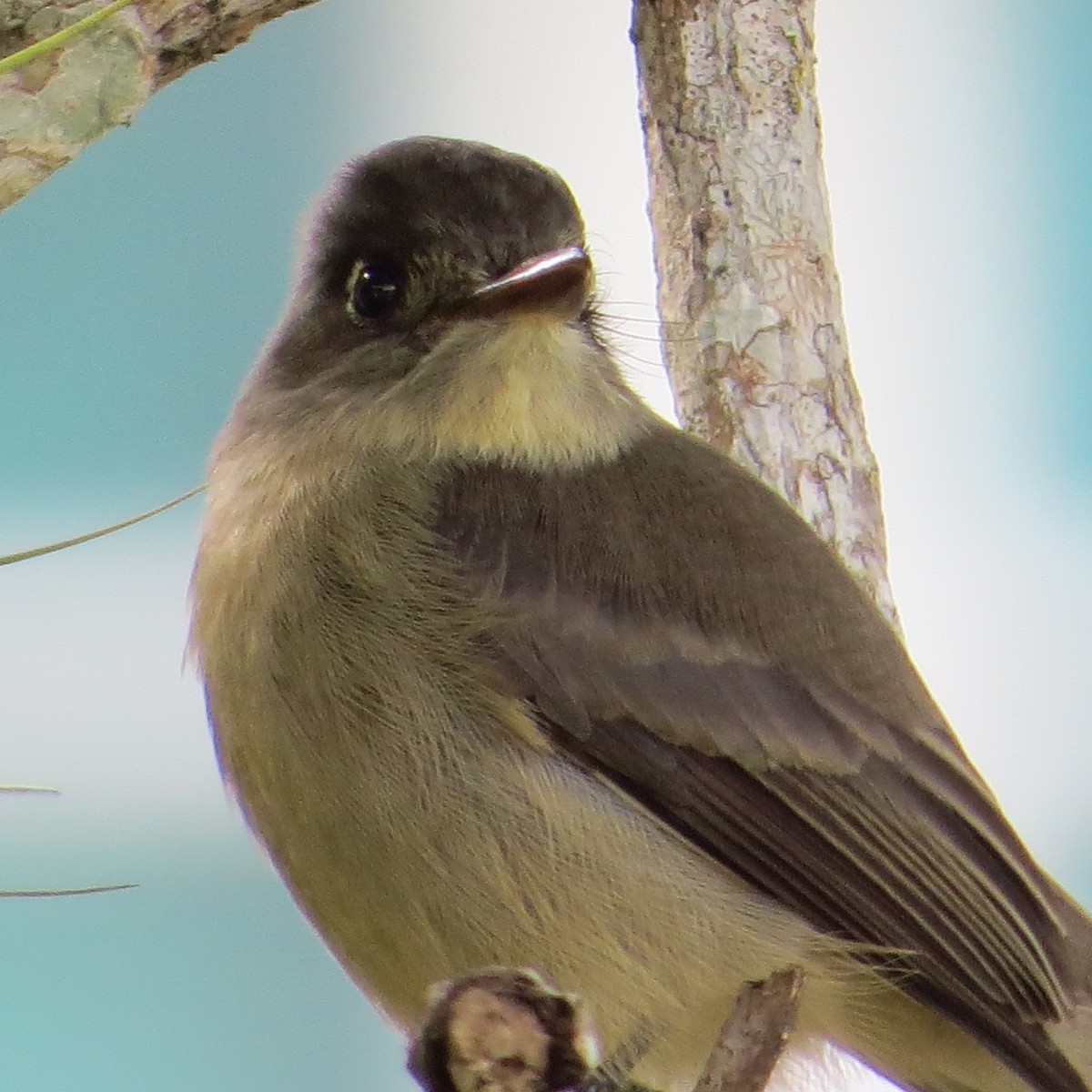 eBird Checklist - 15 Dec 2023 - Orchid Garden - 10 species