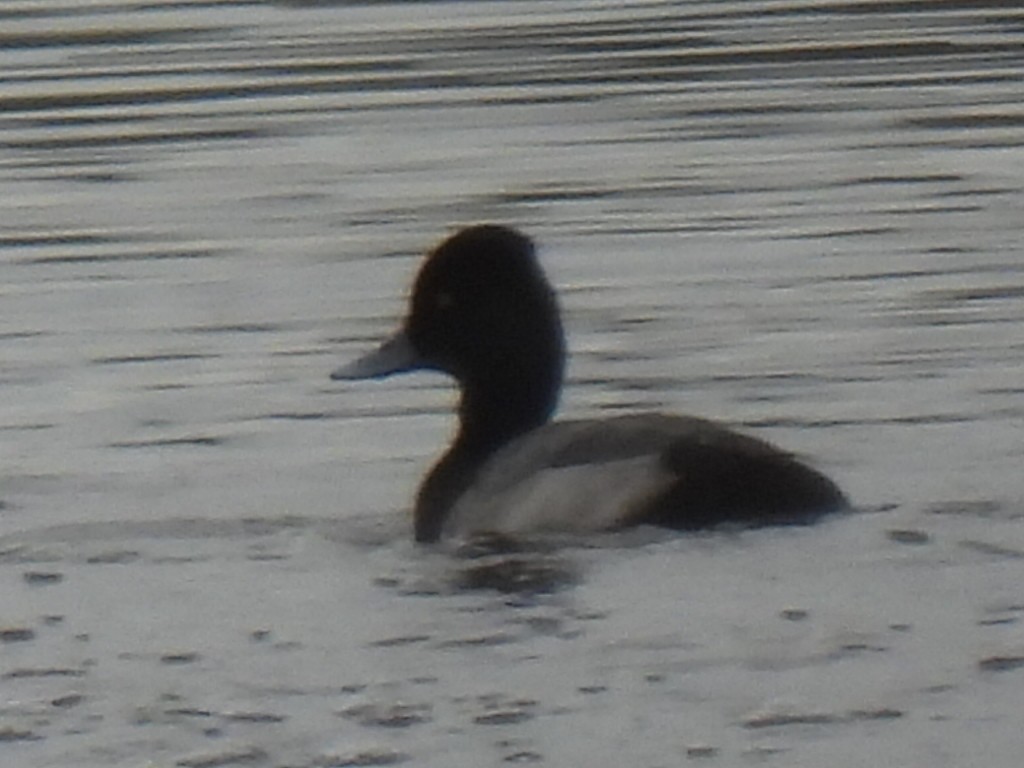 eBird Checklist - 24 Dec 2023 - Exploration Green--Phase 4 (S. of ...