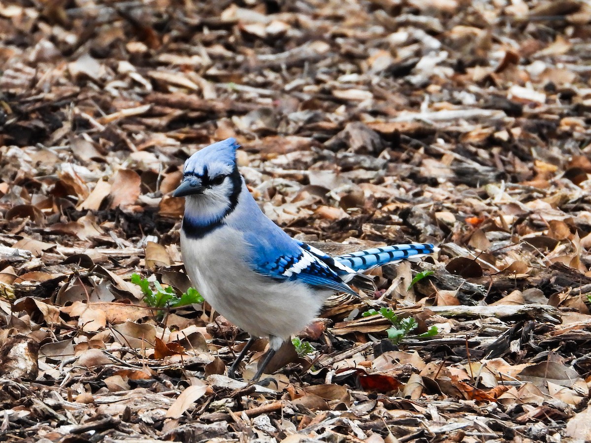 eBird Checklist - 24 Dec 2023 - Morton Arboretum--West Side - 11 species