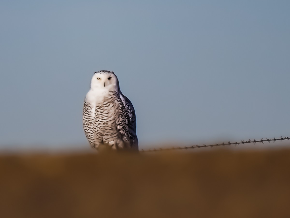 eBird Checklist - 24 Dec 2023 - Medicine Hat County - Seven Persons ...