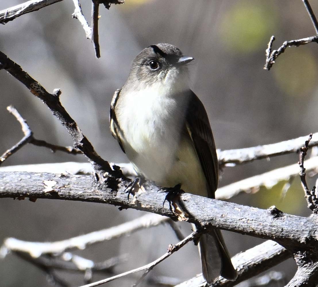 eBird Checklist - 24 Dec 2023 - Patagonia Lake SP--Birding Trail - 51 ...