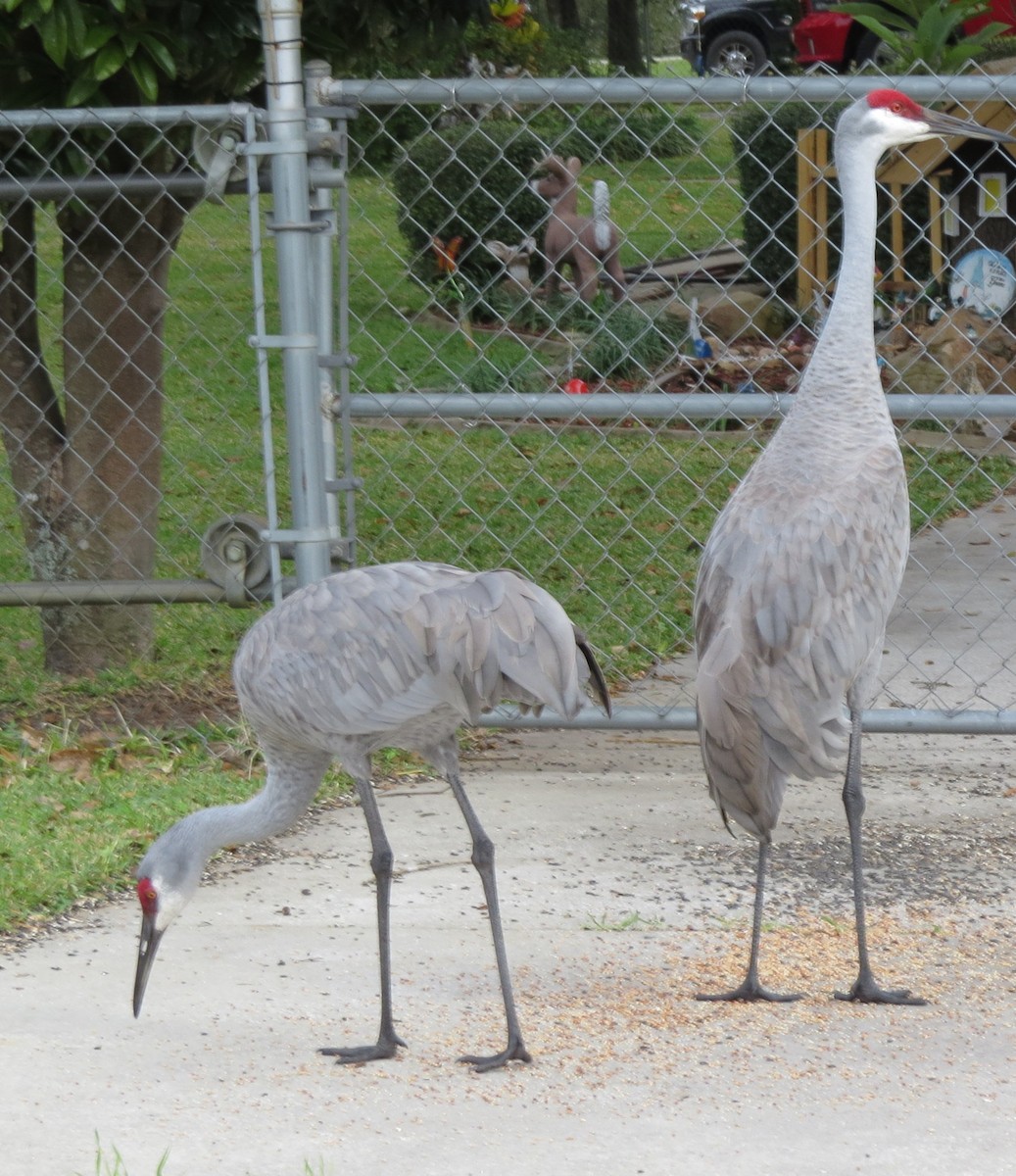 eBird Checklist - 22 Dec 2023 - Astatula - 1 species