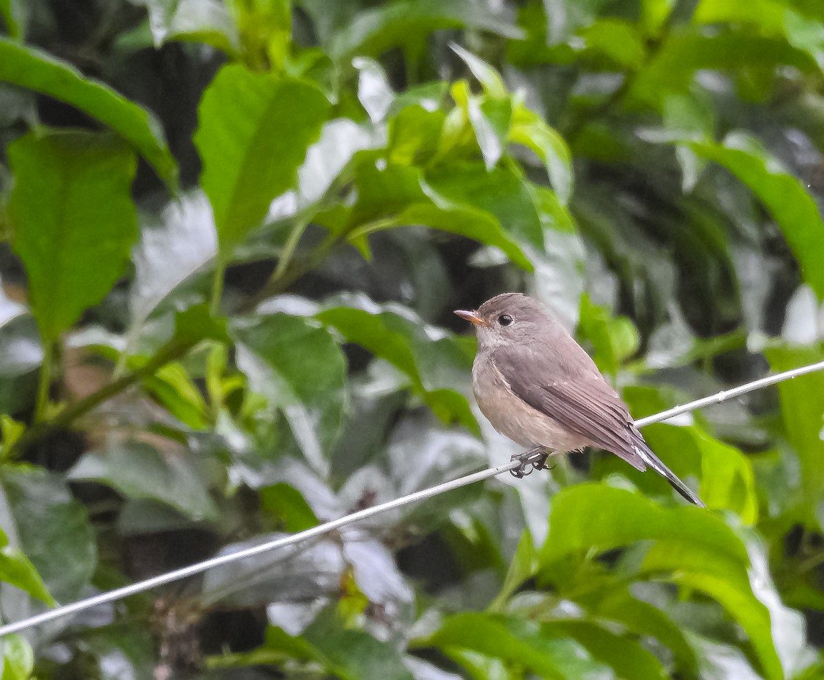 ML612616529 - Kashmir Flycatcher - Macaulay Library