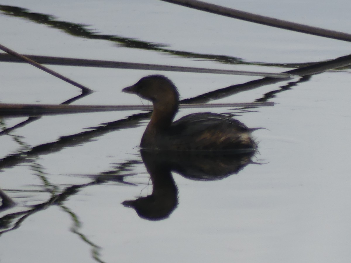 eBird Checklist - 25 Dec 2023 - Lake Woodruff NWR - 34 species