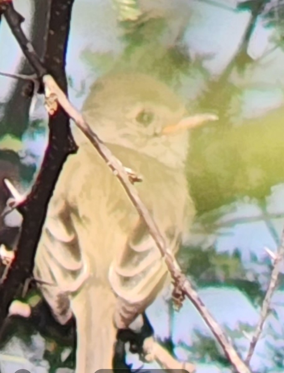 eBird Checklist - 25 Dec 2023 - Resaca de la Palma SP WBC (Brownsville ...