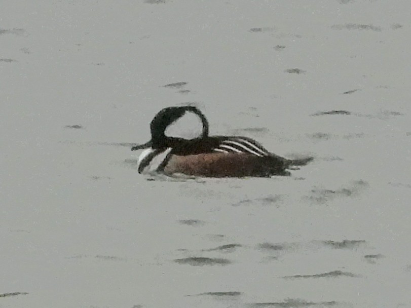 eBird Checklist - 25 Dec 2023 - FermiLab (DuPage Co.) - 8 species