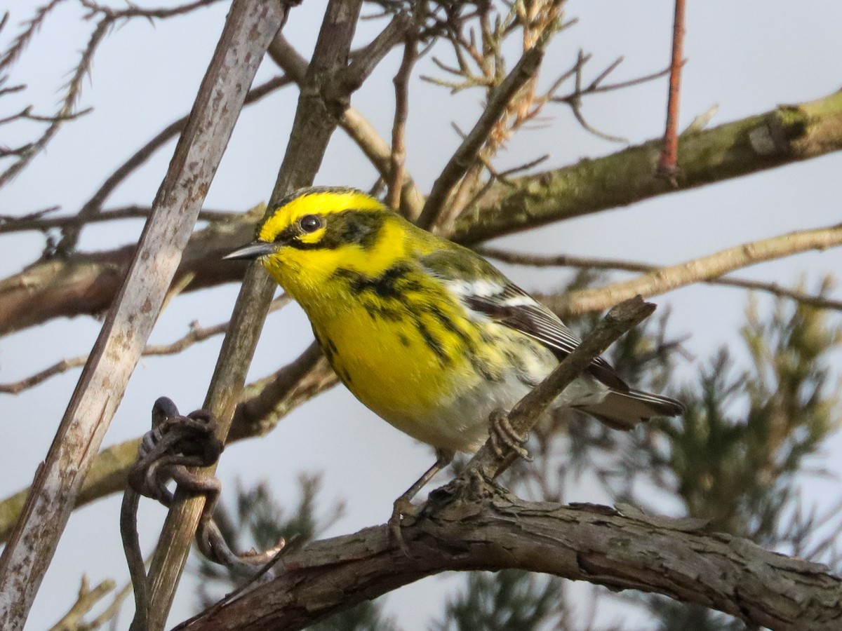 eBird Checklist - 25 Dec 2023 - Anson Rd, Endicott US-NY 42.08747, -76. ...