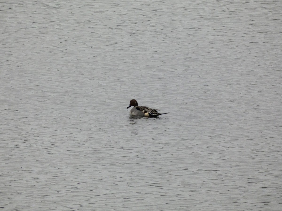 eBird Checklist - 25 Dec 2023 - Calvert Vaux Park (Dreier-Offerman Park ...