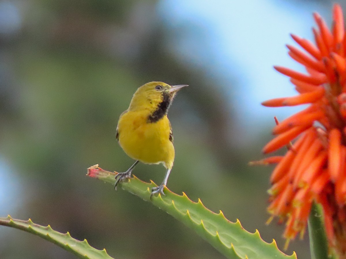 eBird Checklist - 25 Dec 2023 - UCSB--campus - 19 species