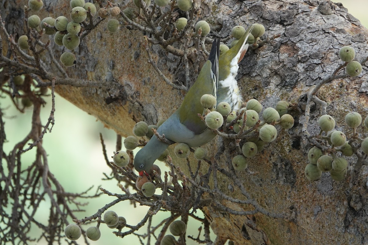 ML612642174 - African Green-Pigeon - Macaulay Library