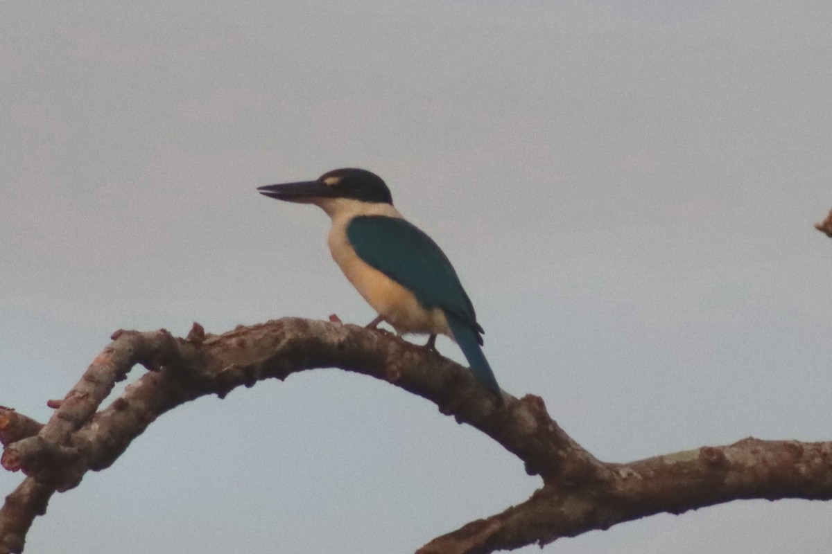 eBird Checklist - 26 Dec 2023 - Lag-asan, Bago City - 14 species (+1 ...