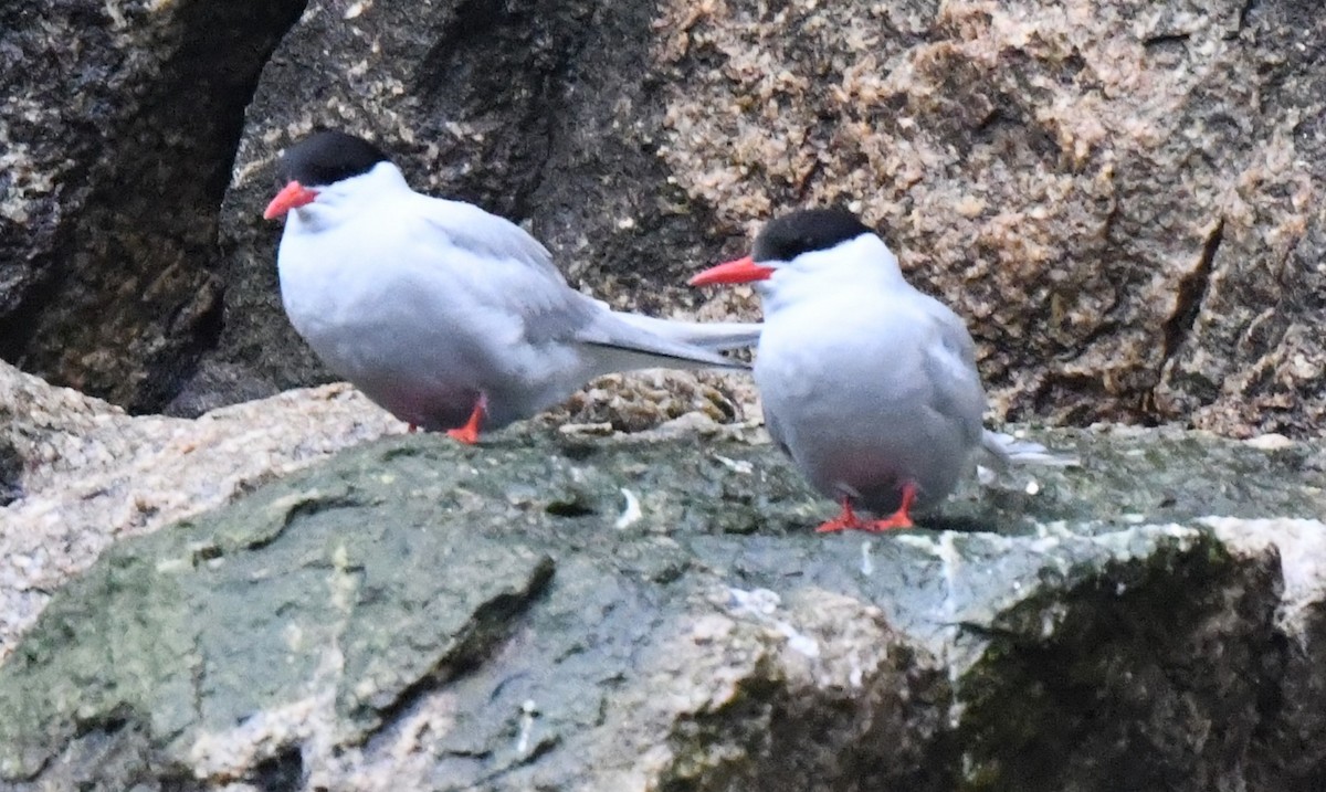 New Zealand Bird Atlas Checklist - 16 Dec 2023 - Bounty Islands - 6 species
