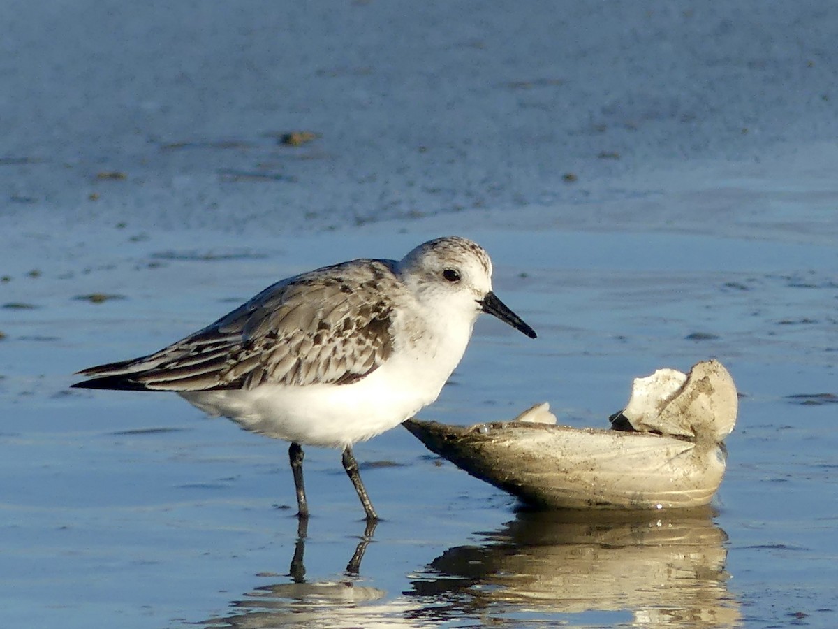 eBird Checklist - 25 Dec 2023 - 4–6 Ocean Ave, Wells US-ME 43.26694 ...