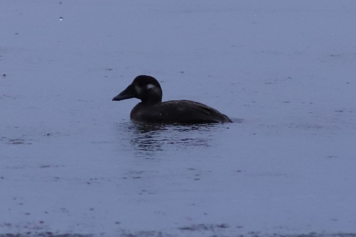 eBird Checklist - 25 Dec 2023 - Bay Center--pastures along Dike Road ...