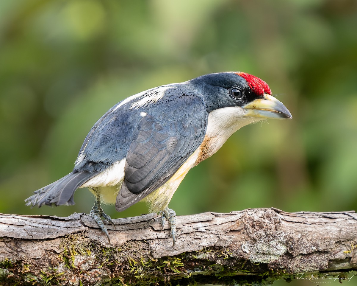 ML612646711 - White-mantled Barbet - Macaulay Library