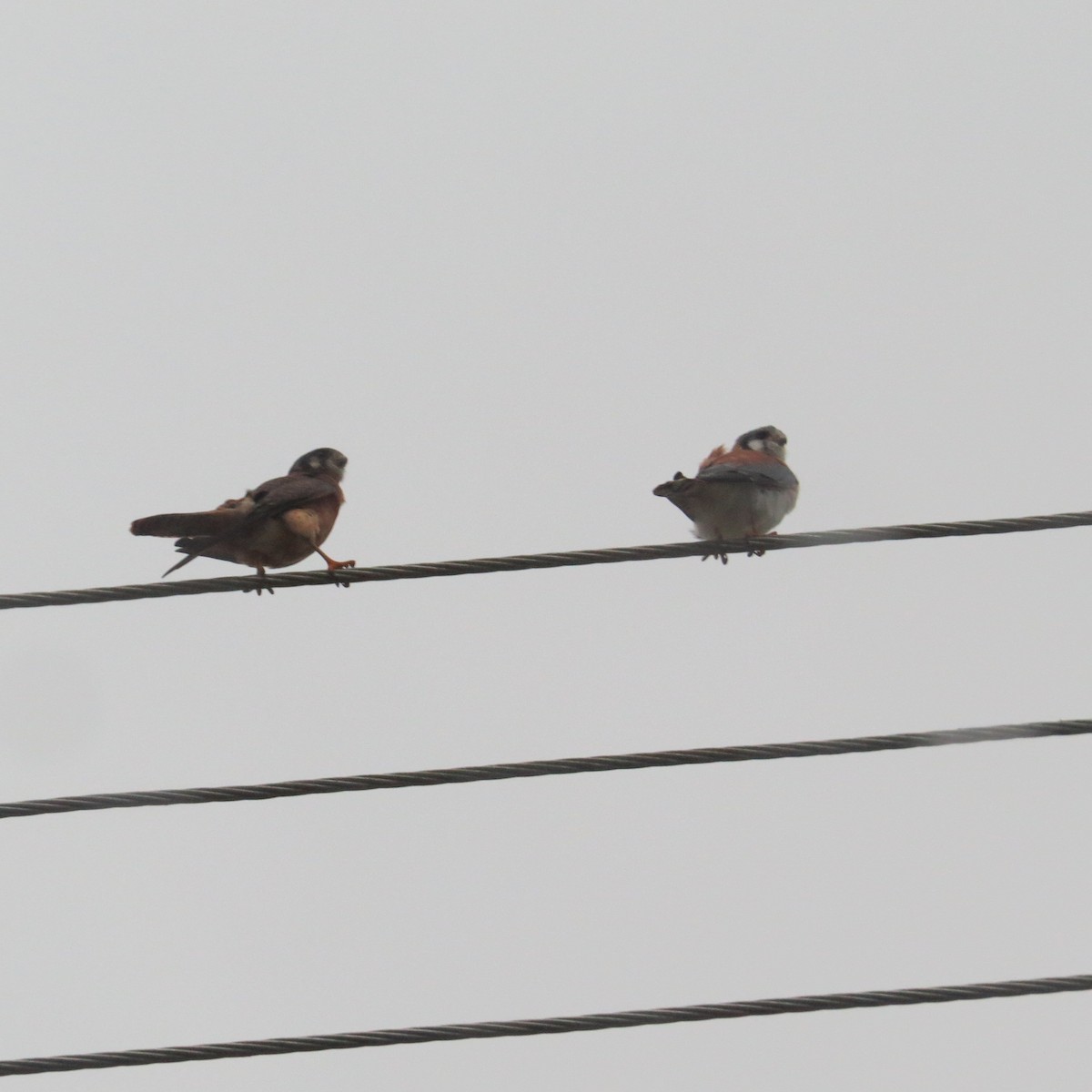 eBird Checklist - 16 Dec 2023 - Pinar del Rio Province - 8 species