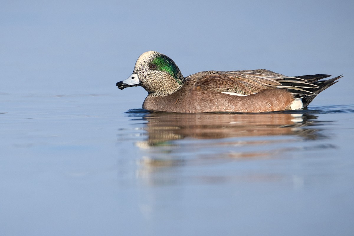 eBird Checklist - 25 Dec 2023 - Cambridge--Oakley Street - Belvedere ...