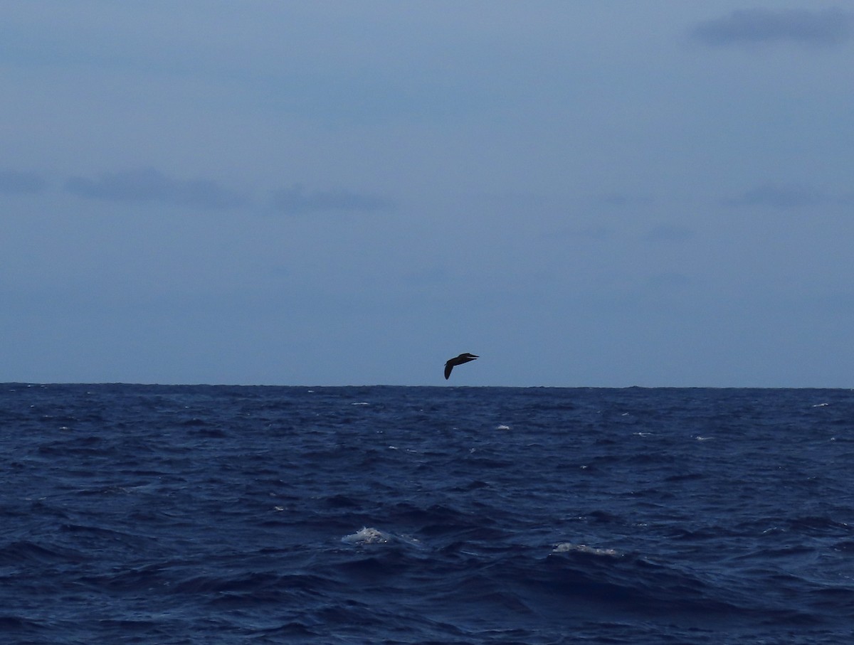 eBird Checklist - 23 Dec 2023 - Bajo Apollo - 6 species