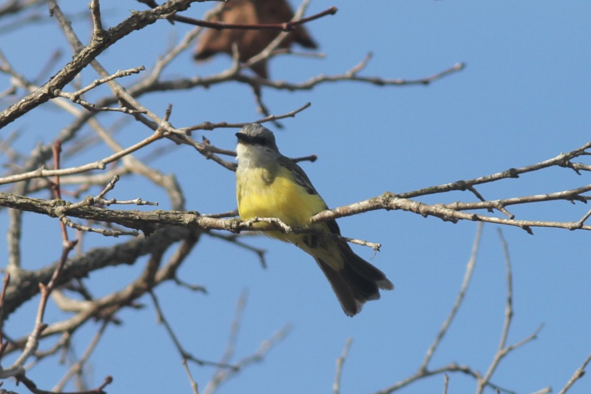 eBird Checklist - 25 Dec 2023 - Ramsay Park - 15 species