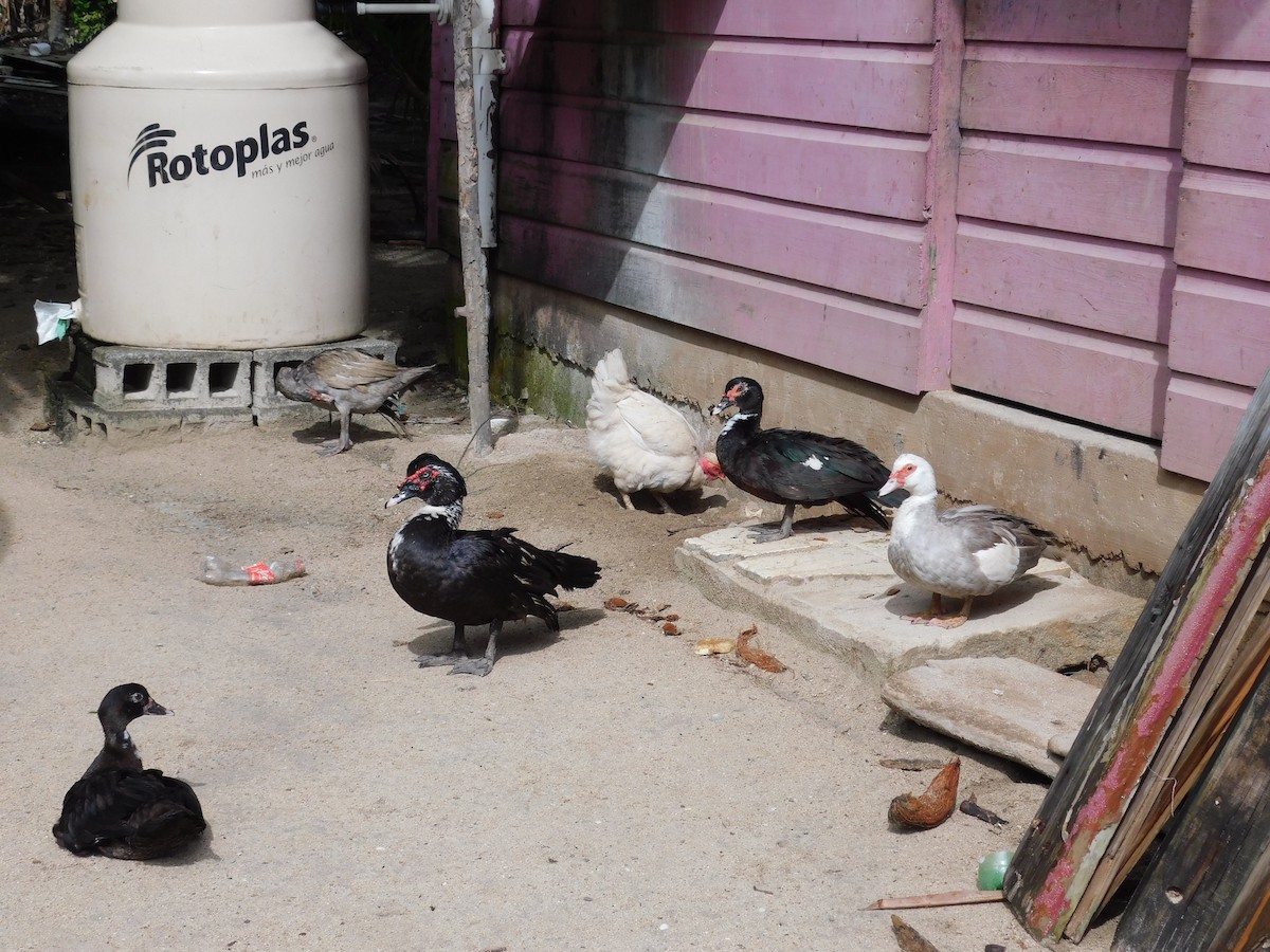 eBird Checklist - 23 Dec 2023 - Cayos Cochinos--Cayo Cochino Mayor ...